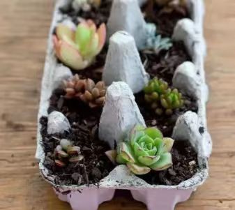 The Rise of Pulp Molded Egg Cartons: Sustainable Packaging for a ...