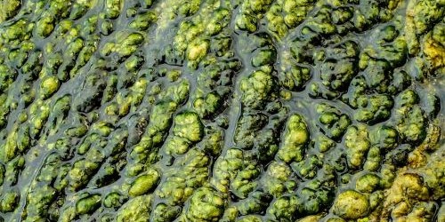 10 Examples of Renewable Materials and Their Benefits - InNaturePack