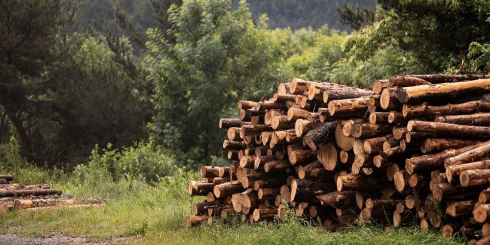 10 Examples of Renewable Materials and Their Benefits - InNaturePack
